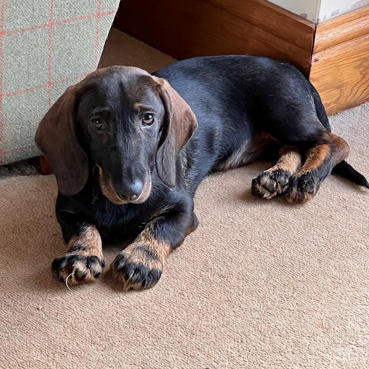 Dachshund (Wire Haired) / Teckel Pups